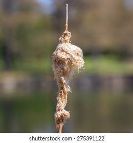 Exploded Cattail Shallow Depth Field Stock Photo 275391122 | Shutterstock