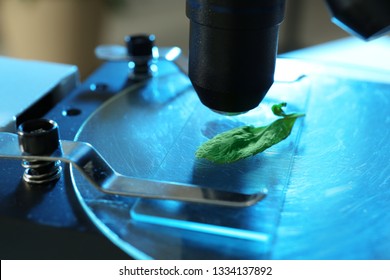 Exploring Green Leaf Under Microscope Closeup Stock Photo 1334137892 ...