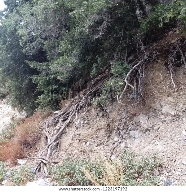 Exposed Dried Tree Root System On Stock Photo 1223197192 | Shutterstock