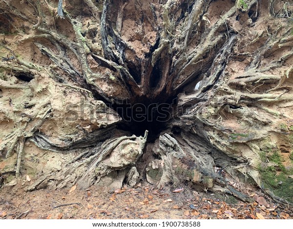 Exposed Root System Uprooted Tree Near Stock Photo 1900738588 ...