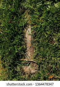 Exposed Tree Root Grass Stock Photo 1364478347 | Shutterstock