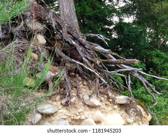 Giant Tree Huge Roots Stock Photo 1225168852 | Shutterstock