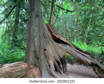 Extensive Root System Tree Temperate Rain Stock Photo 2022851231 ...