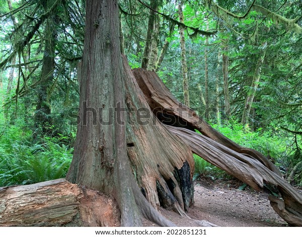 Extensive Root System Tree Temperate Rain Stock Photo 2022851231 ...