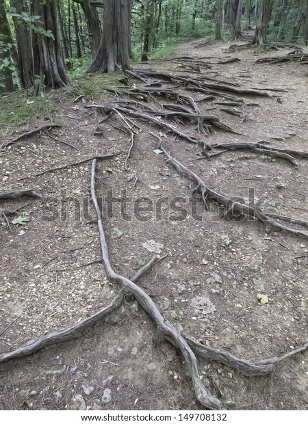 Extensive Root System Trees Along Path Stock Photo 149708132 | Shutterstock