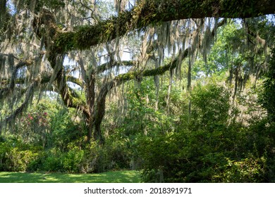 1,845 Charleston oak trees Images, Stock Photos & Vectors | Shutterstock