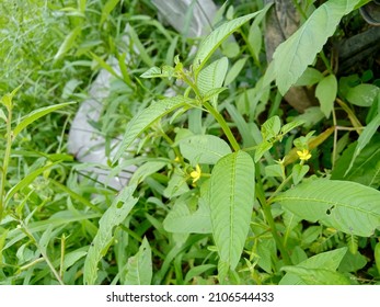 Extraordinary Posture Shape This Leaf Very Stock Photo 2106544433 ...