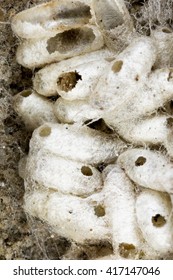 17 Empty pupa casing Images, Stock Photos & Vectors | Shutterstock