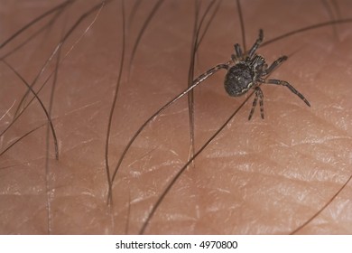 Tetragnathidae Spider Hunting 21 Magnification Shot Stock Photo (Edit ...
