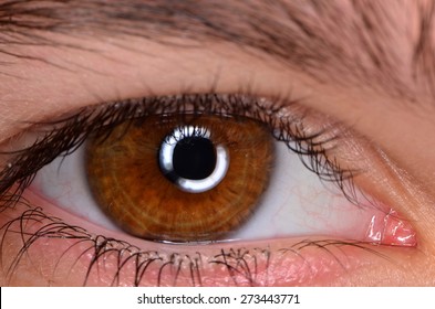 Macro Photo Eye Blood Vessels On Stock Photo (Edit Now) 1129433579