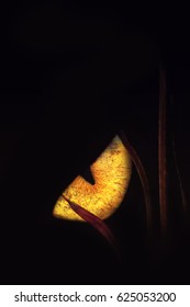 118,300 Beast eyes Images, Stock Photos & Vectors | Shutterstock
