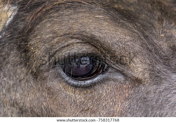 Eye Buffalo Close Buffalo Eye Stock Photo (Edit Now) 758317768