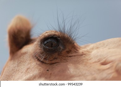 921 Camel eyelashes Images, Stock Photos & Vectors | Shutterstock