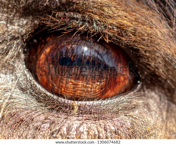 Eye Camel Macro Stock Photo 1306074682 | Shutterstock