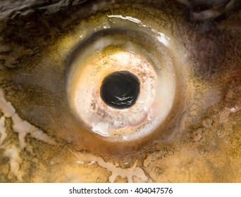 17,992 Fish eye pattern Images, Stock Photos & Vectors | Shutterstock