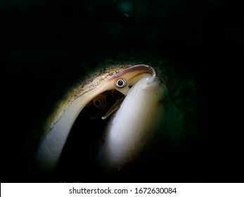 1,283 Conch eyes Images, Stock Photos & Vectors | Shutterstock