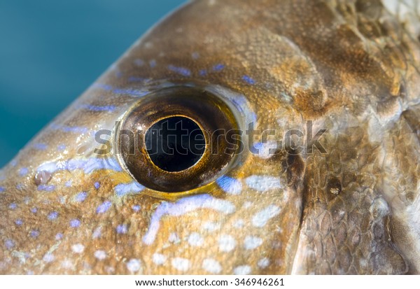 Eye Fish Stock Photo (Edit Now) 346946261