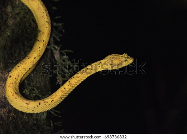 Eye Lash Viper Stock Photo 698736832 | Shutterstock