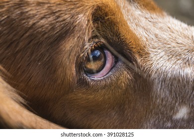 Eye Waterbuck Antelope Stock Photo 1125381908 | Shutterstock