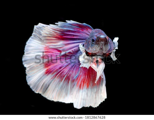 Face Betta Fish Stock Photo 1812867628 | Shutterstock