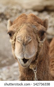Face Camel 스톡 사진 142736338 | Shutterstock