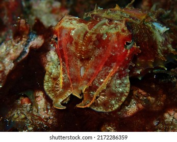 4,333 Cuttle fish Images, Stock Photos & Vectors | Shutterstock