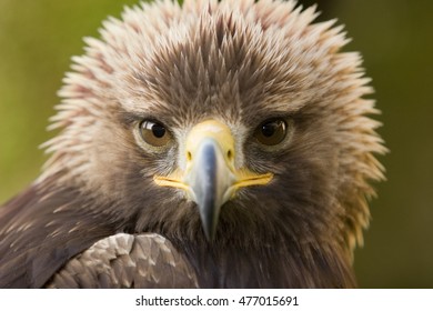 1,612 Front facing eagle Images, Stock Photos & Vectors | Shutterstock