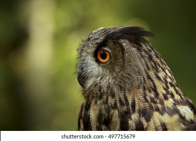 3,611 Owl profile Images, Stock Photos & Vectors | Shutterstock