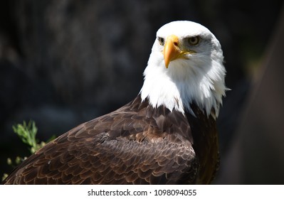 Face Eagle White Head Stock Photo 1098094055 | Shutterstock