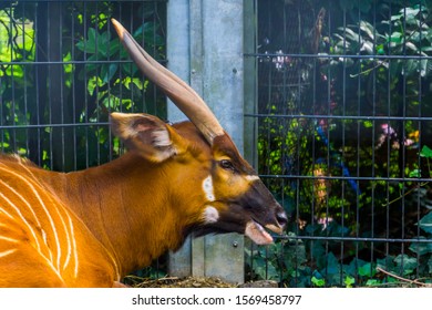 292 Mountain bongo Images, Stock Photos & Vectors | Shutterstock