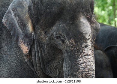 Face Elephant Stock Photo 652911598 | Shutterstock