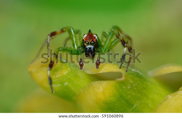 Face Epeus Jumping Spider Stock Photo 591060896 | Shutterstock