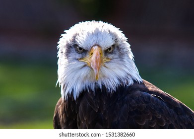 Face Face Grimly Looking Bald Eagle Stock Photo 1531382660 | Shutterstock