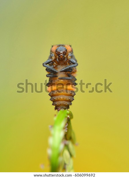 Face Lady Bug Larvae Stock Photo 606099692 | Shutterstock