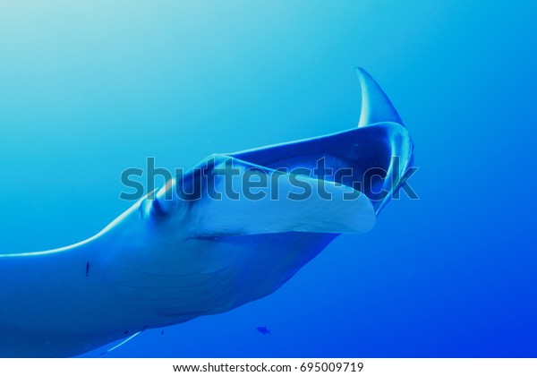 Face Manta Ray Stock Photo 695009719 | Shutterstock