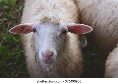 Face Sheep Stock Photo 376490908 | Shutterstock