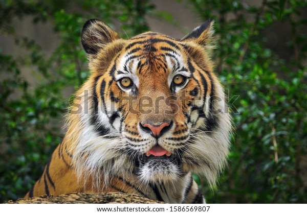 Face Tiger Looking Camera Stock Photo (Edit Now) 1586569807