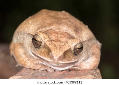 1,811 Frog sleeping Images, Stock Photos & Vectors | Shutterstock