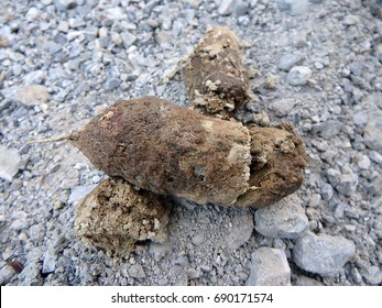 54 Wolf poop Images, Stock Photos & Vectors | Shutterstock