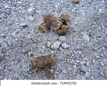 35 Wolf excrement Images, Stock Photos & Vectors | Shutterstock