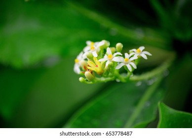 10 Fagraea sp Images, Stock Photos & Vectors | Shutterstock