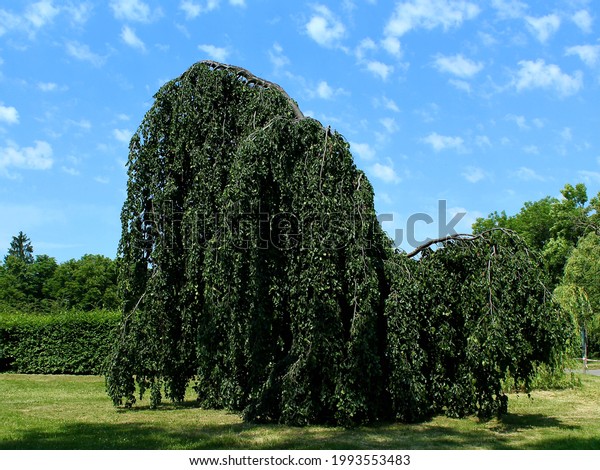 Fagus Sylvatica Pendula Single Weeping Beech Stock Photo 1993553483 ...