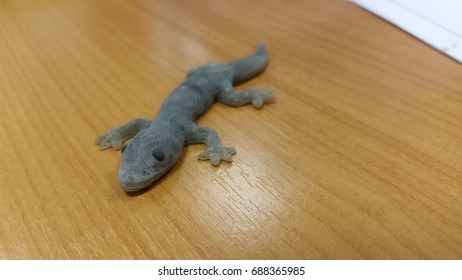 Fake Lizard Stock Photo 688365985 | Shutterstock