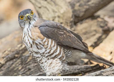 3,209 Falcon sunset Images, Stock Photos & Vectors | Shutterstock
