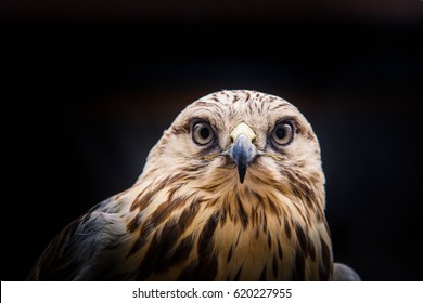 9,505 Falcon face Stock Photos, Images & Photography | Shutterstock