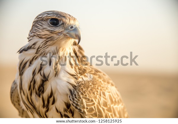 1,054 Arabian Eagle Images, Stock Photos & Vectors | Shutterstock