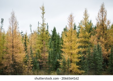 Fall Boreal Forest Pine Trees Stock Photo 2066564162 | Shutterstock