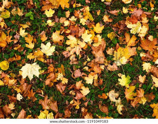 Fall Foliage Grass Stock Photo 1191049183 | Shutterstock