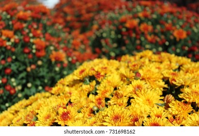 33,758 Green mums flower Images, Stock Photos & Vectors | Shutterstock