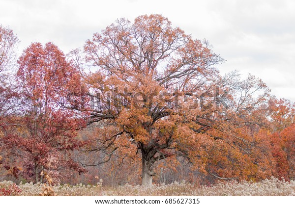 Fall Oak Tree Gray Sky Smooth Stock Photo 685627315 | Shutterstock